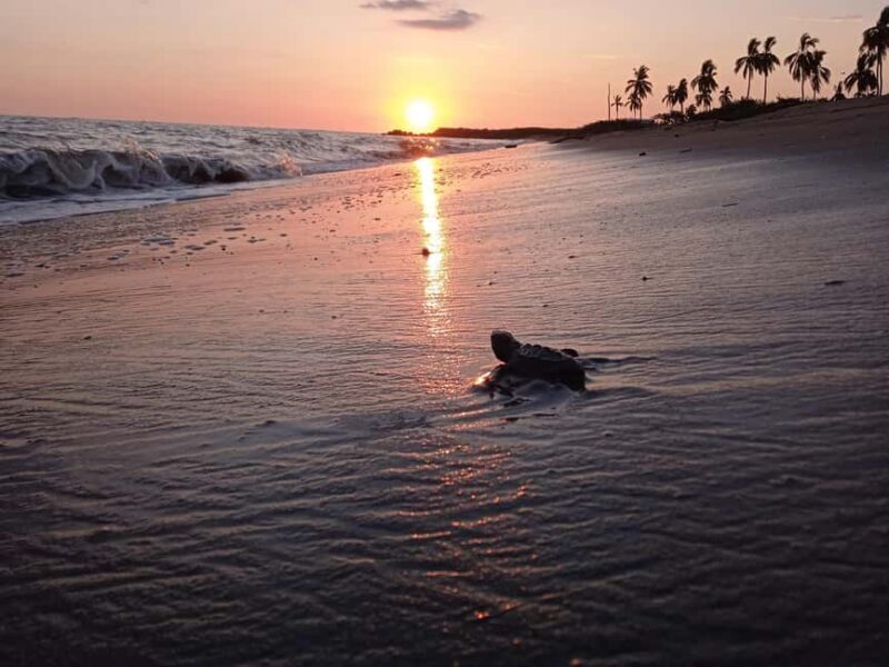 Puerto Vallarta: Baby Turtle Release in Conservation Area - A Detailed Look at What to Expect