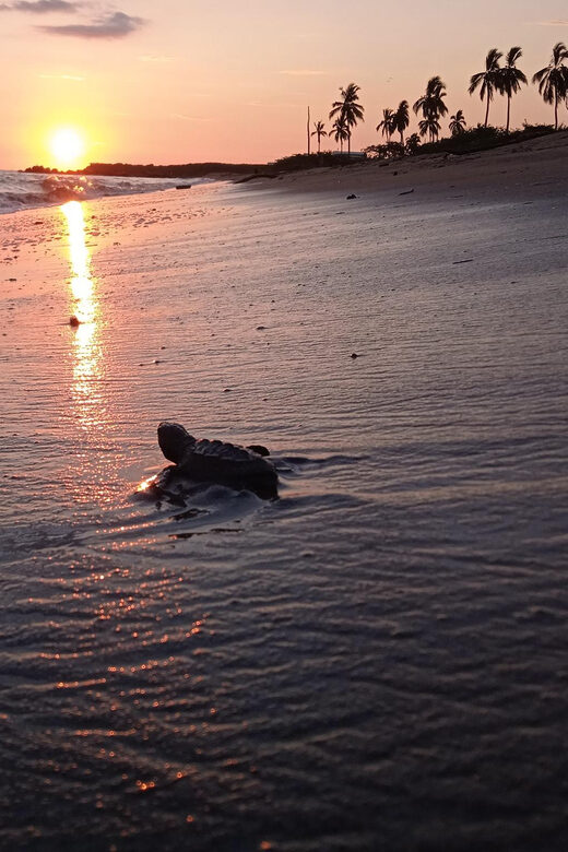 Puerto Vallarta: Baby Turtle Release in Conservation Area - Authentic Experiences and Practical Tips