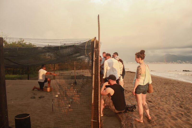 Puerto Vallarta: Baby Turtle Release in Conservation Area - The Sum Up