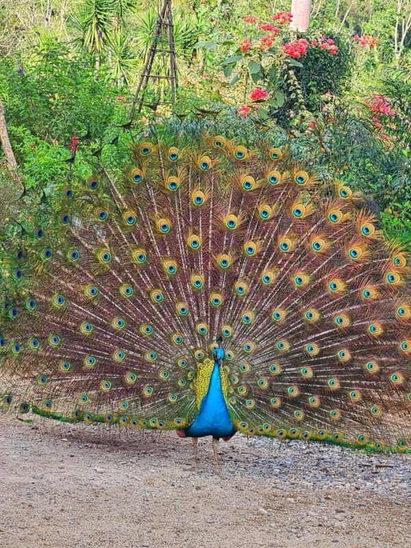 Puerto Vallarta: Botanical Garden & Tequila Tasting Tour - Why the Tour Stands Out