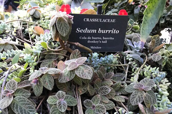 Puerto Vallarta Botanical Garden Tour with University Biologist - The Tour Experience in Detail
