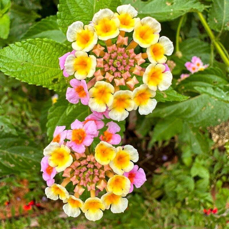 Puerto Vallarta: Botanical Garden Walking Tour - Exploring the Day Step-by-Step