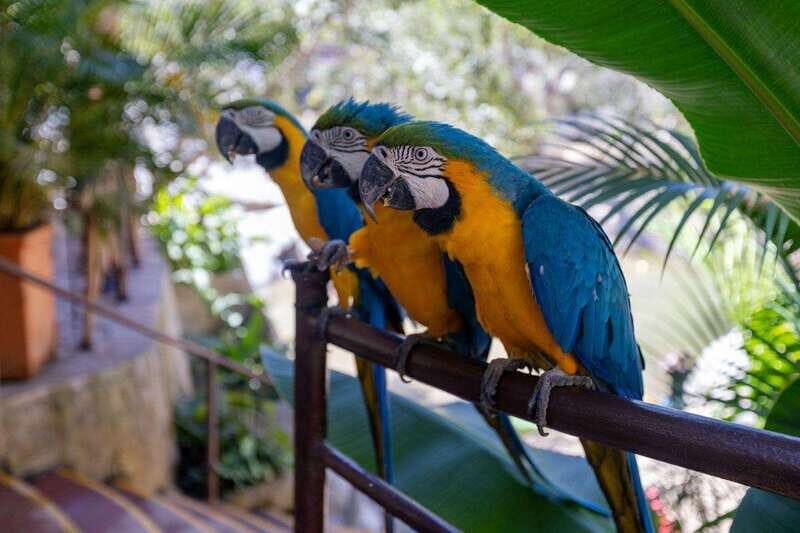 Puerto Vallarta: Botanical Garden Walking Tour - Who Will Love This Tour?