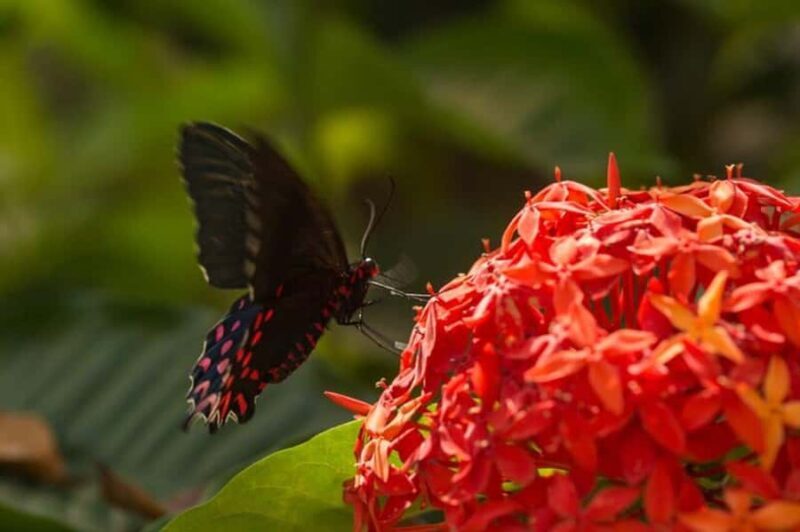 Puerto Vallarta: Butterfly Sanctuary Guided Tour - An In-Depth Look at the Butterfly Sanctuary Guided Tour