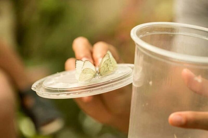 Puerto Vallarta: Butterfly Sanctuary Guided Tour - FAQ