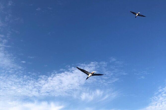 Puerto Vallarta City Tour By The Sea aboard Bruna - What Reviewers Say