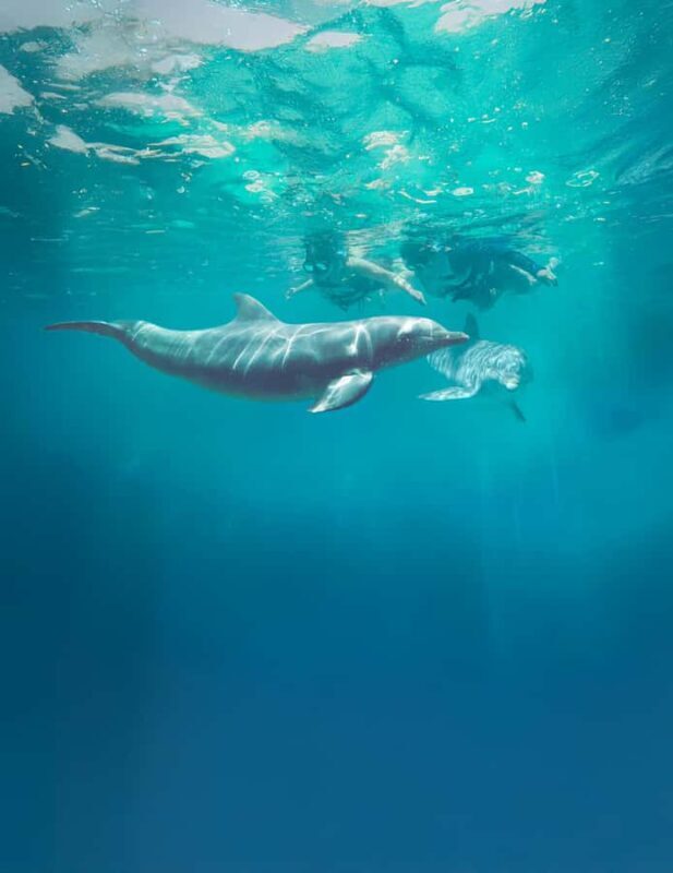 Puerto Vallarta: Dolphin Royal Connection & Water Park Pass - A Complete Review of the Puerto Vallarta Dolphin & Water Park Experience