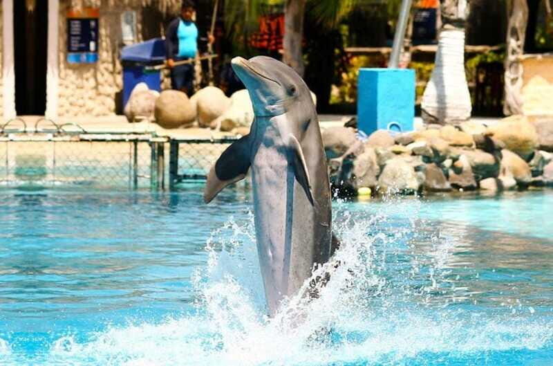 Puerto Vallarta: Dolphin Royal Swim at Aquaventuras Park - Dining, Photos, and Extras