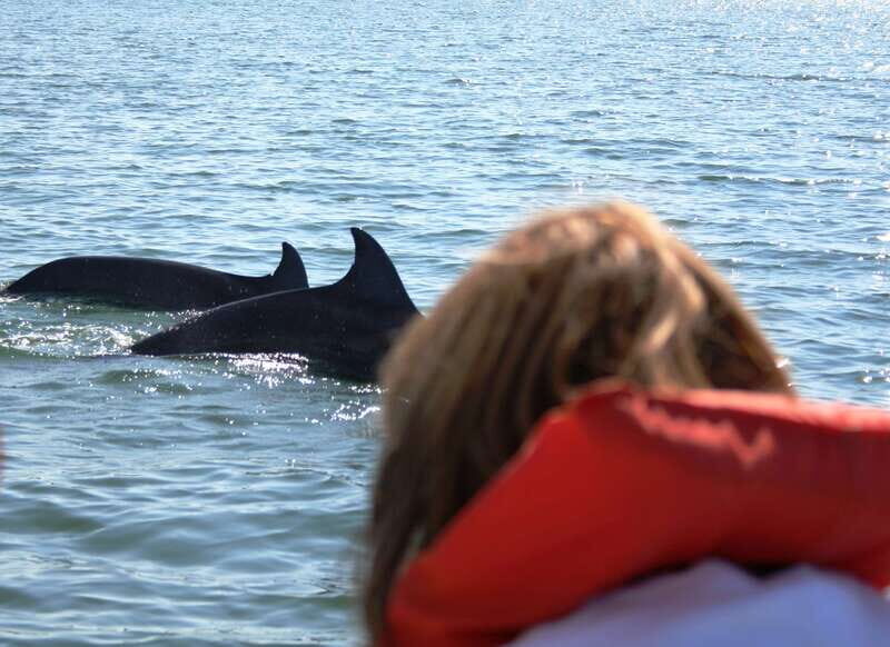 Puerto Vallarta: Dolphin Watching Cruise with a Biologist - What To Expect on Your Dolphin Watching Adventure