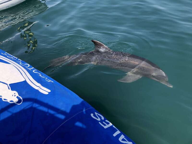 Puerto Vallarta: Dolphin Watching Cruise with a Biologist - A Complete Breakdown: Itinerary and Experience