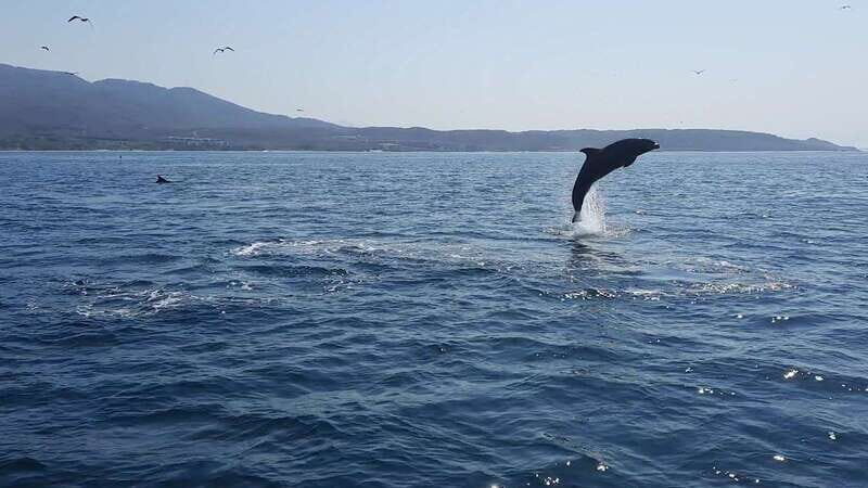 Puerto Vallarta: Dolphin Watching Cruise with a Biologist - Final Summary