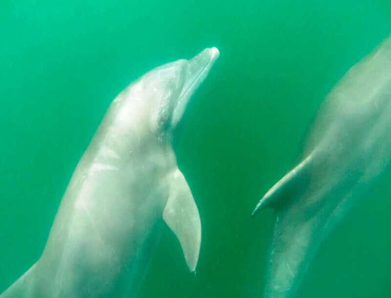 Puerto Vallarta: Dolphin Watching Cruise with a Biologist - FAQ