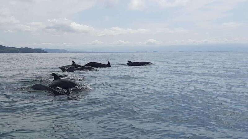 Puerto Vallarta: Dolphin Watching Cruise with a Biologist - Final Thoughts