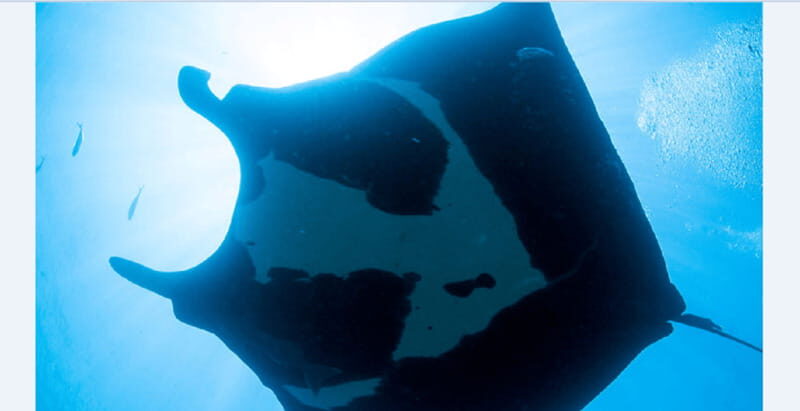 Puerto Vallarta: El Chimo Scuba Diving Expedition - What Travelers Say