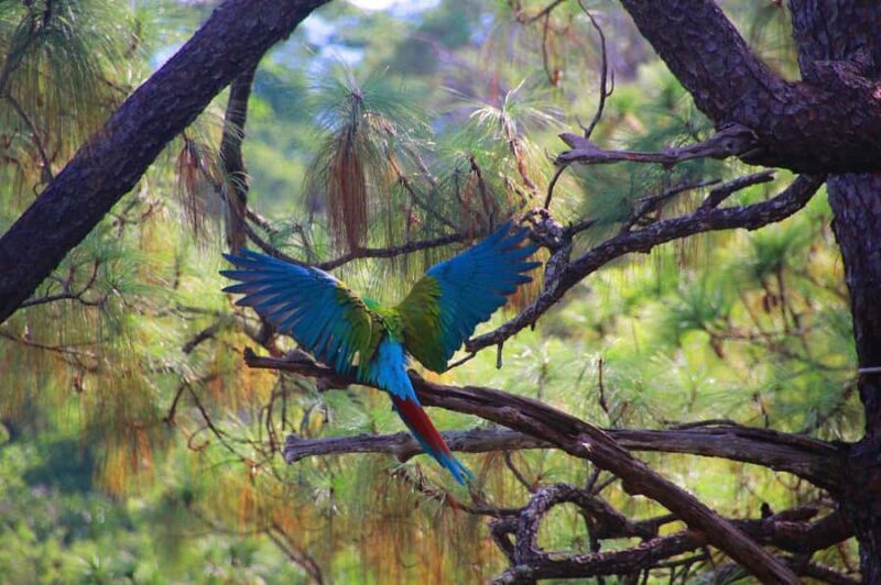 Puerto Vallarta: Guided Tour to the Macaw Sanctuary - An In-Depth Look at the Macaw Sanctuary Tour
