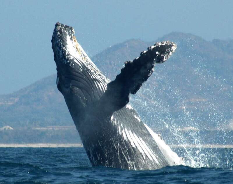 Puerto Vallarta: Humpback Whale Research Adventure Tour - A Deep Dive into the Experience
