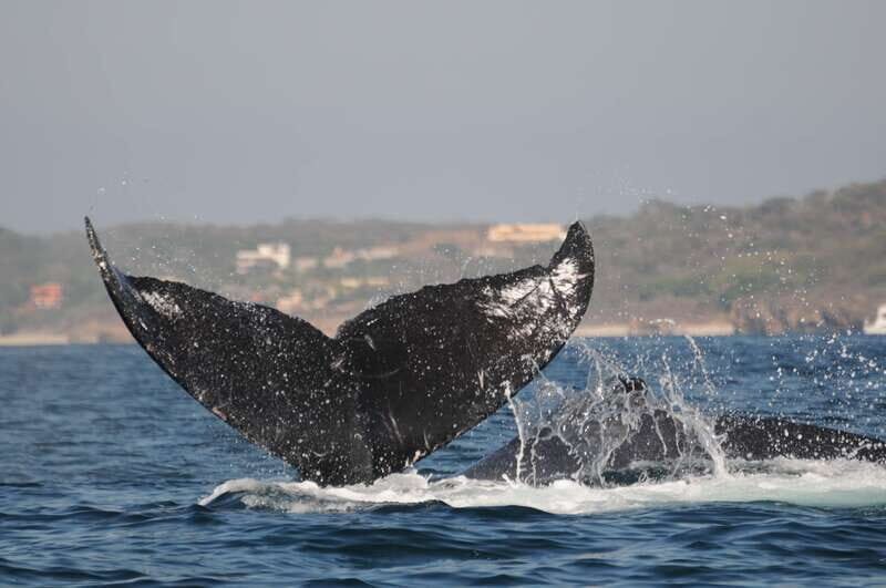 Puerto Vallarta: Humpback Whale Research Adventure Tour - How to Make the Most of Your Trip