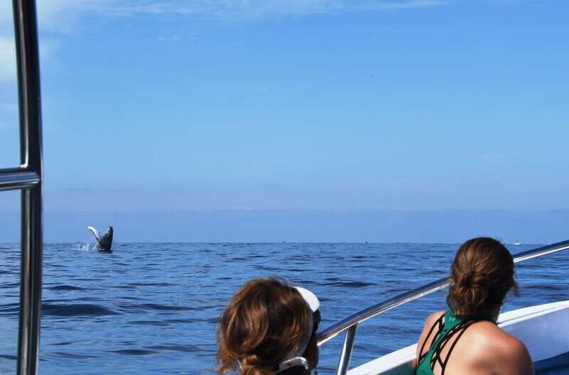 Puerto Vallarta: Humpback Whale Research Adventure Tour - FAQ