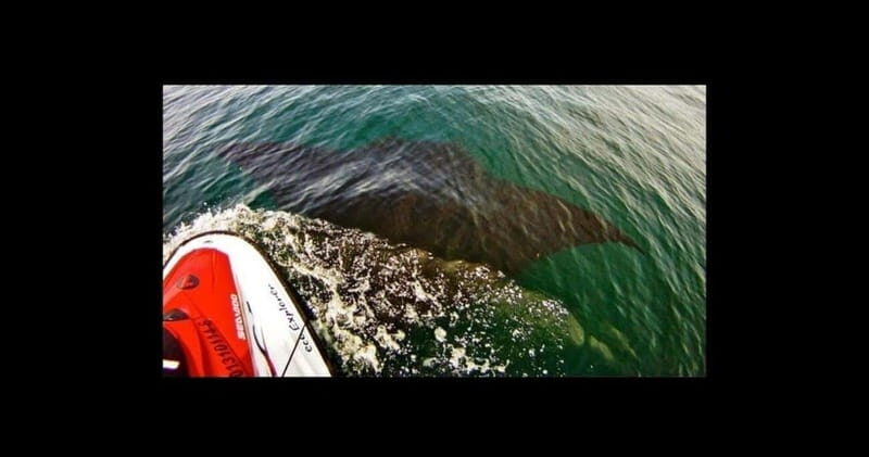 Puerto Vallarta: Jet Ski Safari Tour - The Sum Up