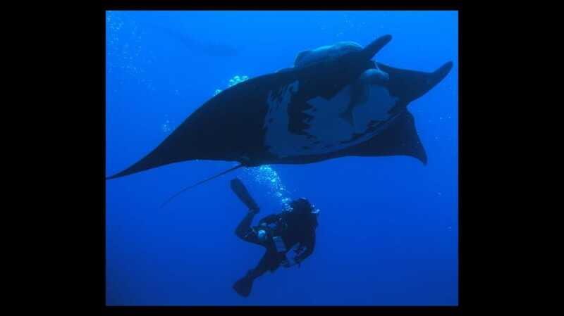 Puerto Vallarta: La Corbeñeta Underwater Exploration - Is It Worth the Price?