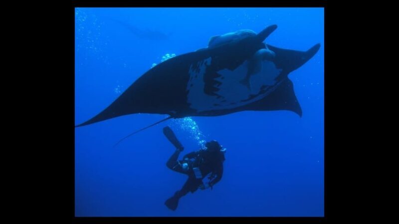 Puerto Vallarta: La Corbeñeta Underwater Exploration - Practical Tips for Participants