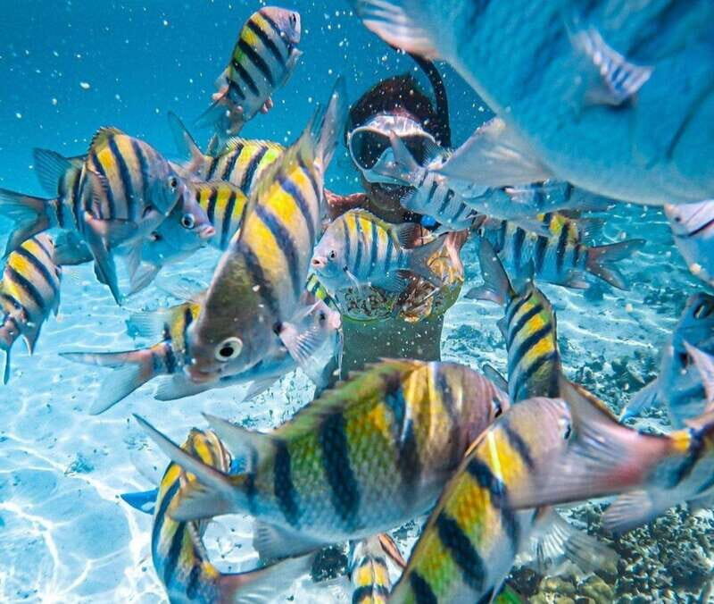 Puerto Vallarta: Los Arcos Islands Boat Tour and Snorkeling - Key Points