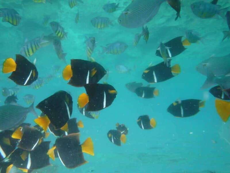Puerto Vallarta: Los Arcos Snorkel & Beach Private Boat Tour - Authenticity, Value, and Authentic Experiences