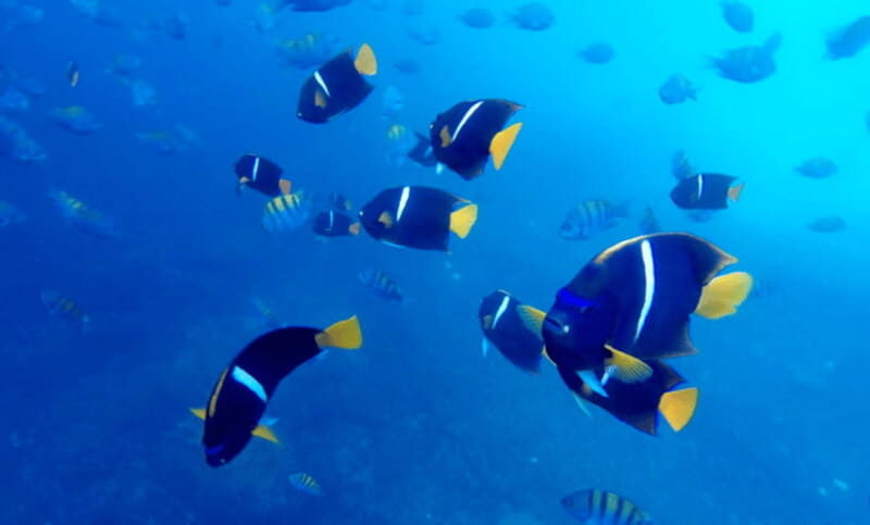 Puerto Vallarta: Los Arcos Snorkeling Tour - Detailed Breakdown of the Itinerary