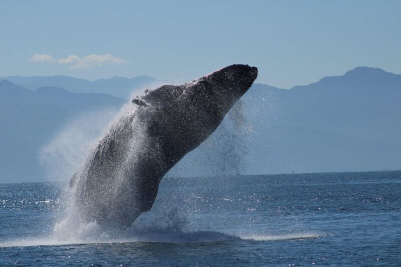 Puerto Vallarta: Mega Yacht Whale Watching Sunset Cruise - The Experience in Real Life: What Travelers Say