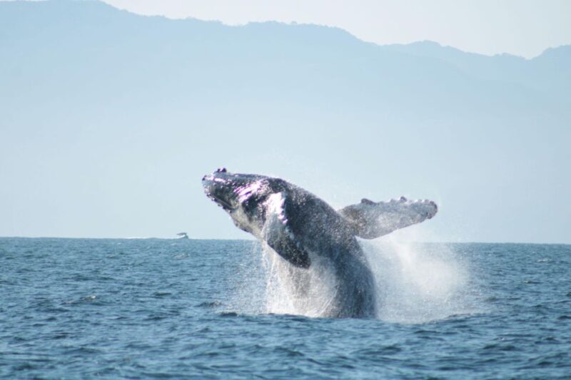 Puerto Vallarta: Mega Yacht Whale Watching Sunset Cruise - FAQ