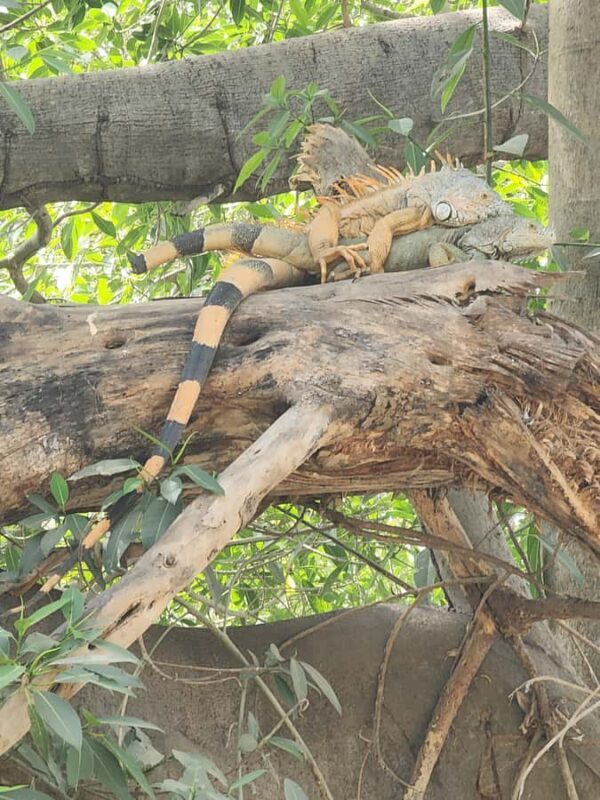 Puerto Vallarta: Oceanfront Lunch, Hike, Tequila & Beach Day - What We Like