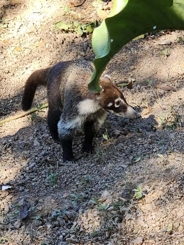Puerto Vallarta: Oceanfront Lunch, Hike, Tequila & Beach Day - Who This Tour Is Best For