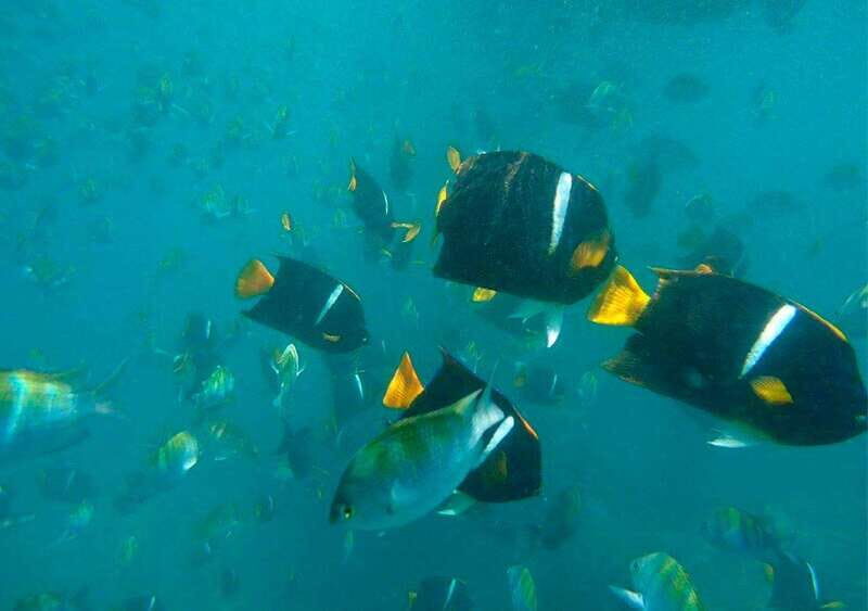 Puerto Vallarta: Private Sail, Snorkel and Beach - The Value of This Experience