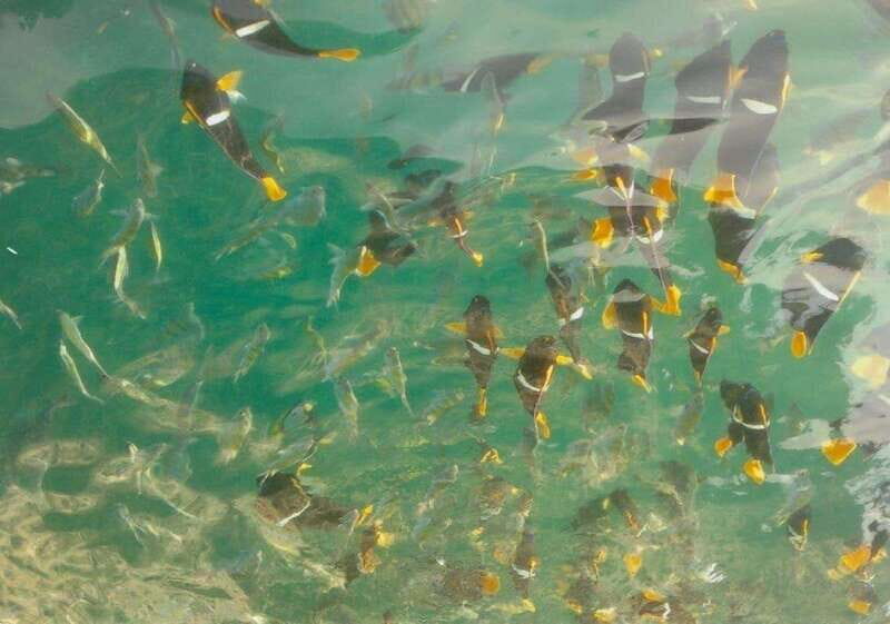 Puerto Vallarta: Private Tour Los Arcos Snorkeling - What Makes This Snorkeling Tour Worth Considering?