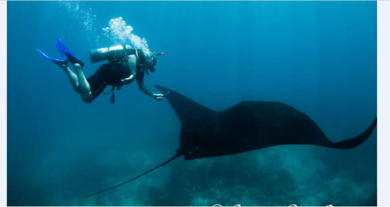 Puerto Vallarta: Scuba Diving en el Morro - Pricing and Value
