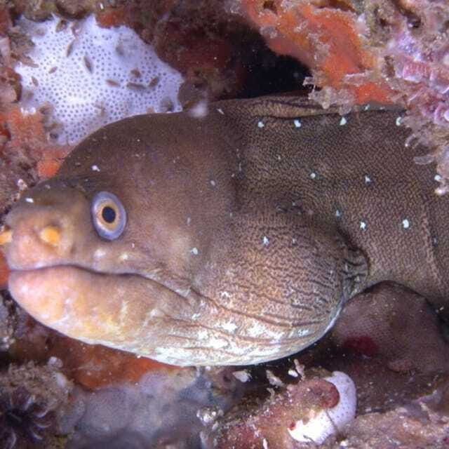 Puerto Vallarta: Scuba Diving Expedition at El Malinal - The Significance of the Site and Its Features
