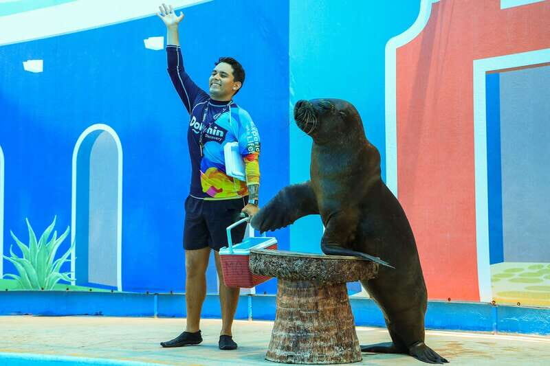 Puerto Vallarta: Sea Lion Discovery - Key Points