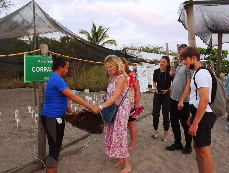 Puerto Vallarta: Sea turtle release at Sunset - Key Points