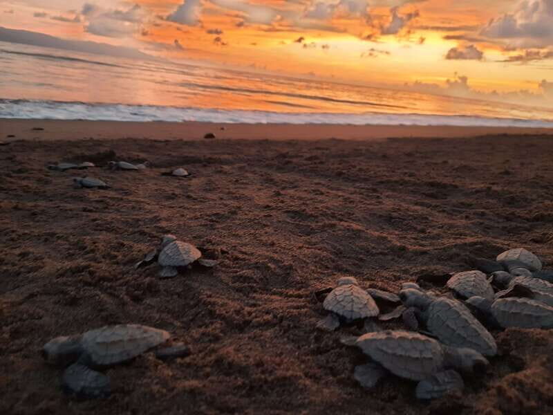 Puerto Vallarta: Sea turtle release at Sunset - An In-Depth Look at the Experience