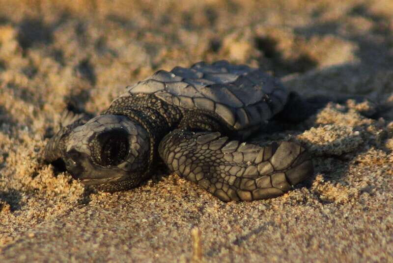 Puerto Vallarta: Sea turtle release at Sunset - FAQs