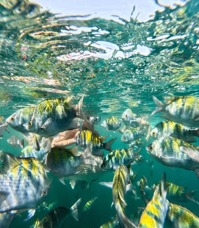 Puerto Vallarta: Snorkel With Tropical Fishes & Canopy Tour - An In-Depth Look at the Tour