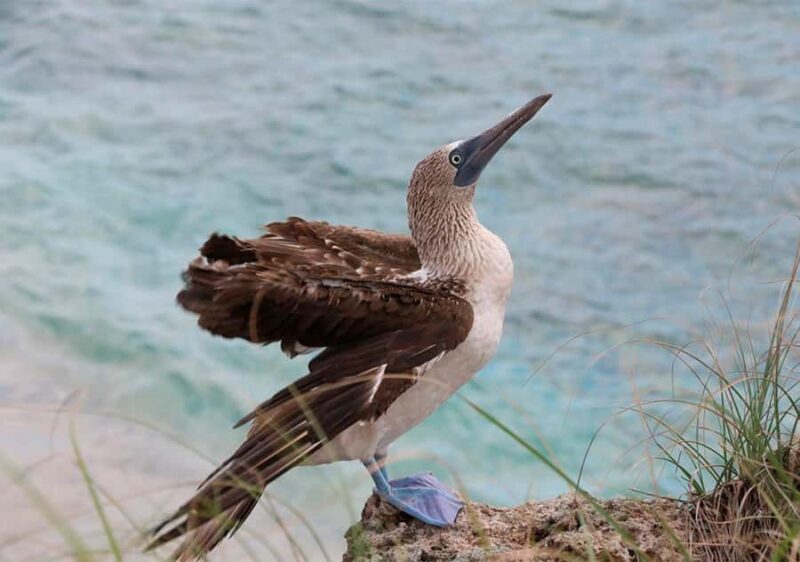 Puerto Vallarta: Snorkeling, Beach, Sailing to Marietas Park - Who Will Love This Tour?