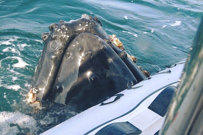 Puerto Vallarta Speedboat and Box Lunch Whale Tour - The Itinerary in Detail