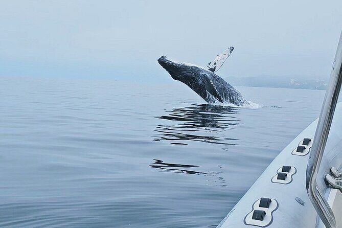 Puerto Vallarta Speedboat and Box Lunch Whale Tour - What You Need to Know Before You Go