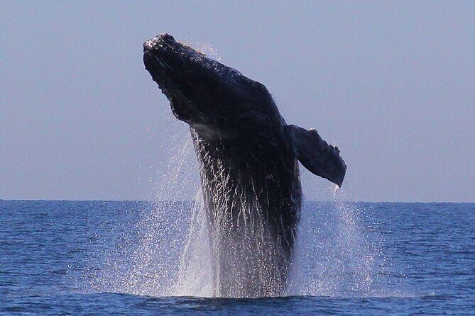Puerto Vallarta Speedboat and Box Lunch Whale Tour - Who Is This Tour Best For?