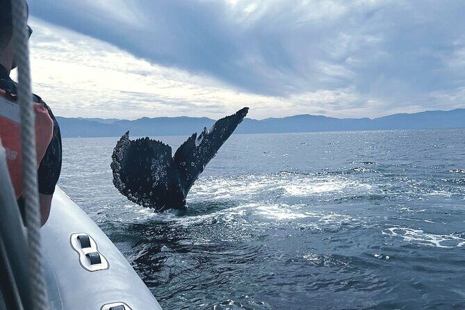 Puerto Vallarta Speedboat and Box Lunch Whale Tour - FAQ