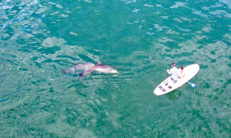 Puerto Vallarta: Swim and Paddle Board with Wild Dolphins - The Itinerary: What You Can Expect from Start to Finish