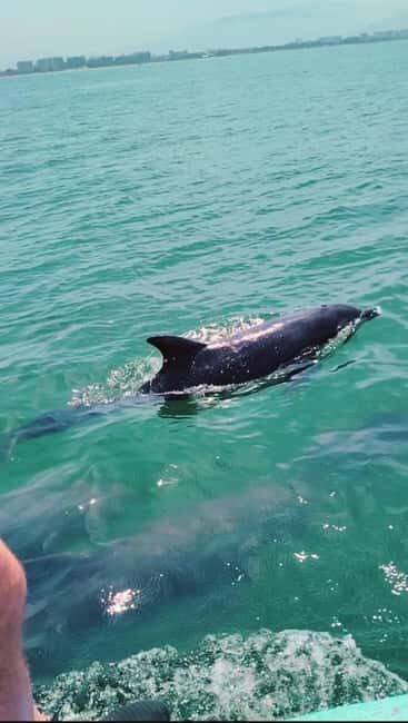 Puerto Vallarta: Swim and Paddle Board with Wild Dolphins - The Value of This Experience