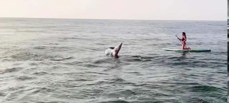 Puerto Vallarta: Swim and Paddle Board with Wild Dolphins - Who Will Love This Tour?