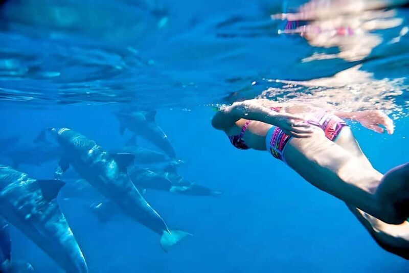 Puerto Vallarta: Swim and Paddle Board with Wild Dolphins - Important Considerations